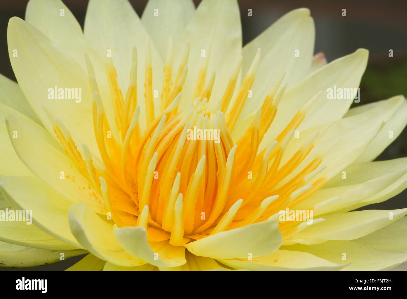 Yellow water lily Stock Photo - Alamy
