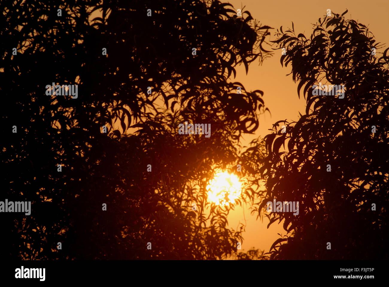 Sunset through leaves Stock Photo - Alamy