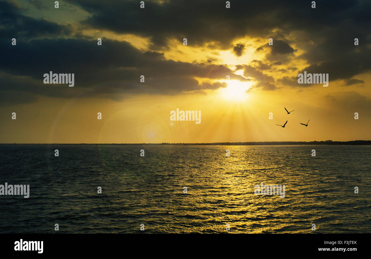 Birds of monsoon hi-res stock photography and images - Alamy