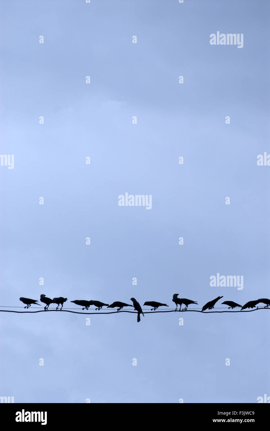 House crows sitting in row on television cable wire Stock Photo - Alamy