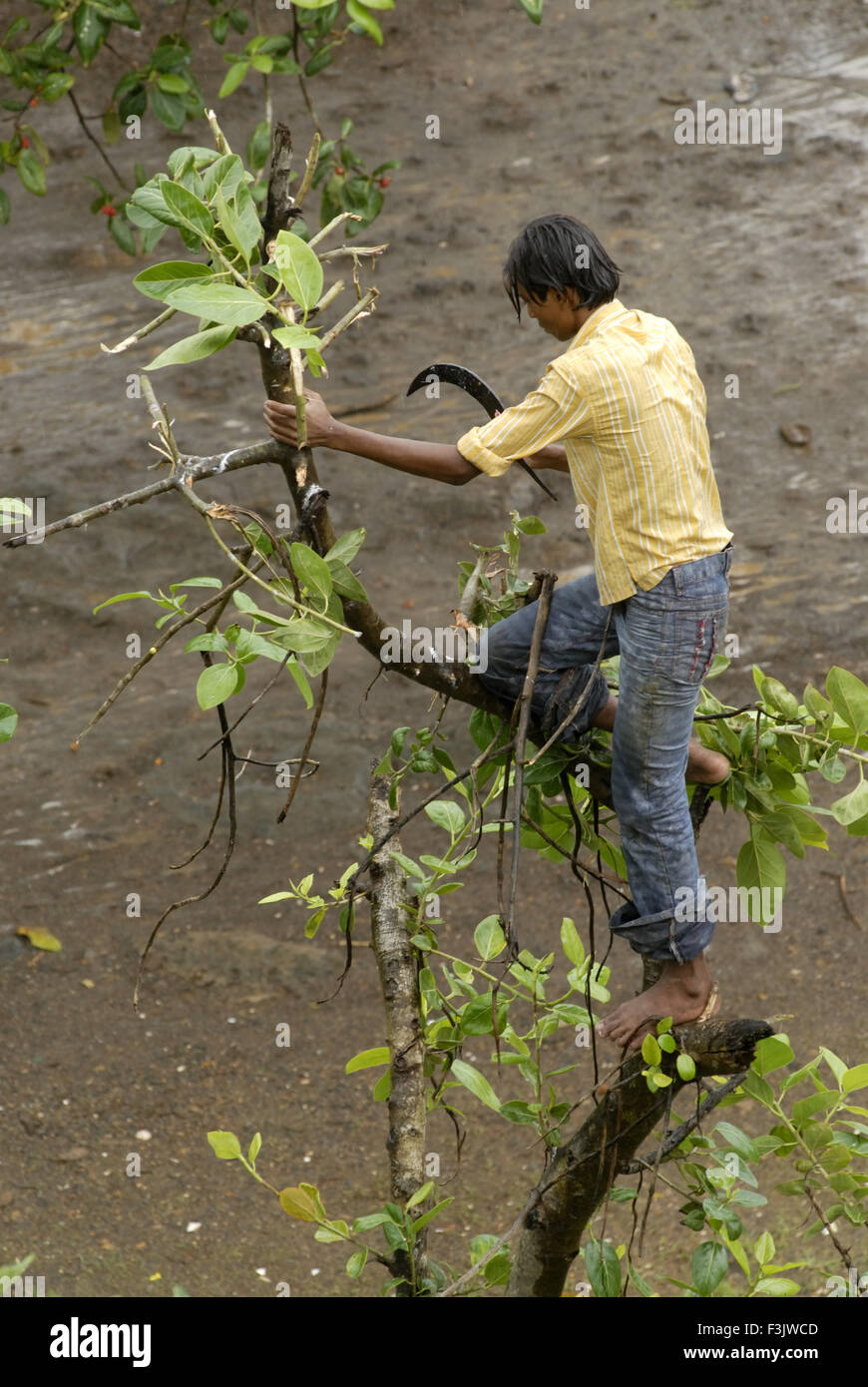 man cutting branches banyan tree Borivali Mumbai maharashtra india ...