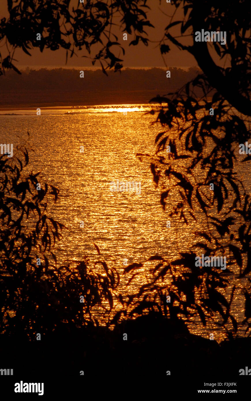 Sparkling water of Arabian sea ; colorful sunrise through dense trees ...