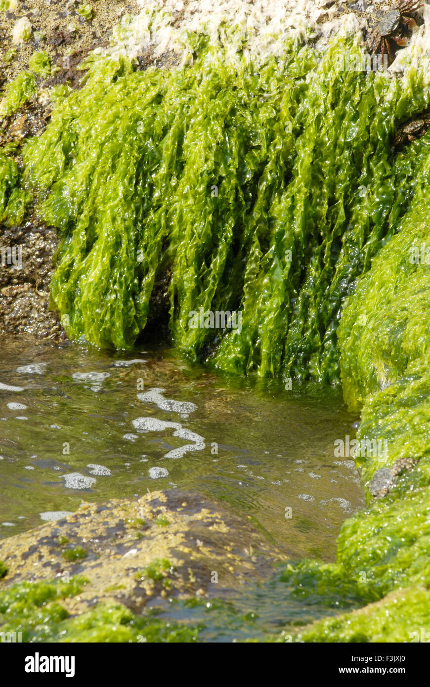 Moss rock nature hi-res stock photography and images - Alamy