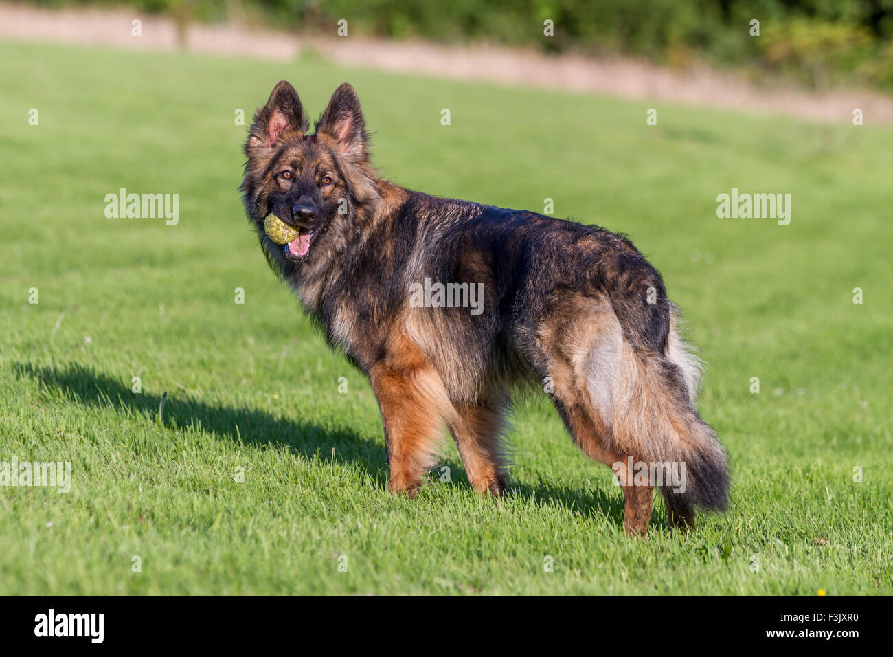German Shepherd Dog stood on grass looking behind with ball in mouth ...