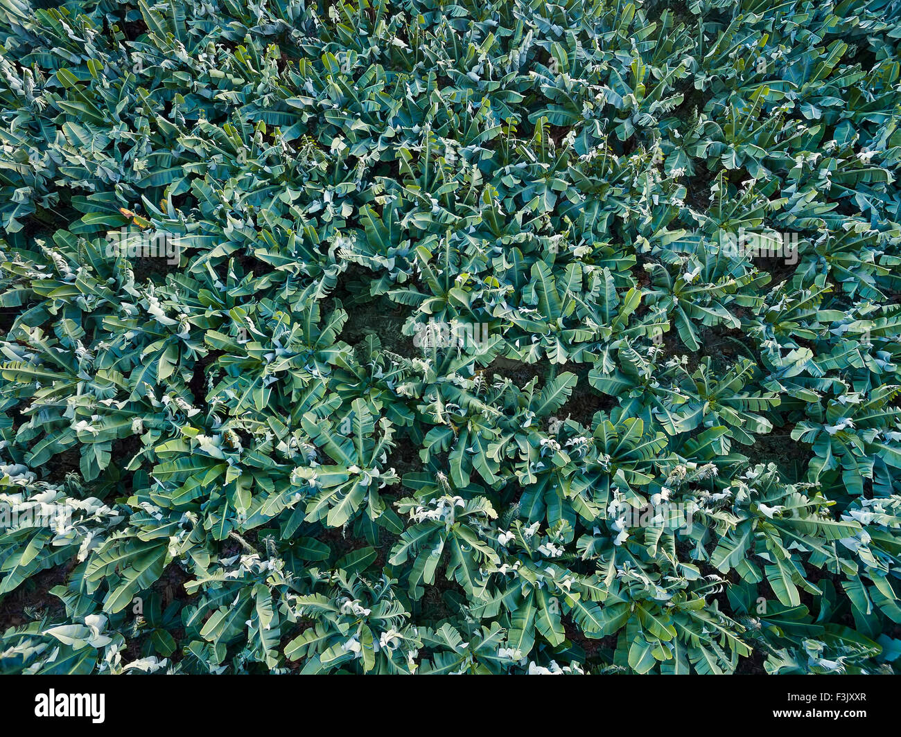 Aerial view of banana trees plantation. Texture (view from top Stock ...