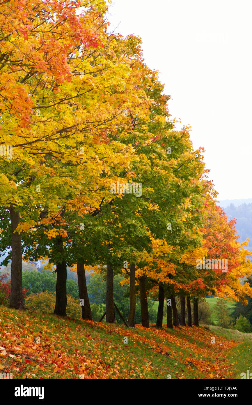Row of golden trees hi-res stock photography and images - Alamy