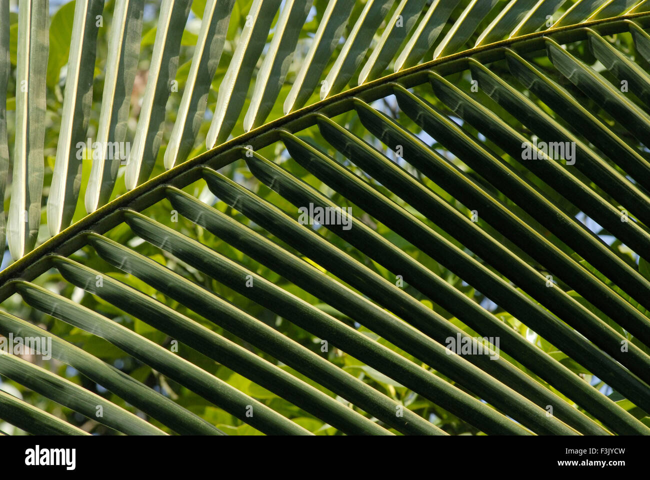 Indian tree leaf hi-res stock photography and images - Alamy