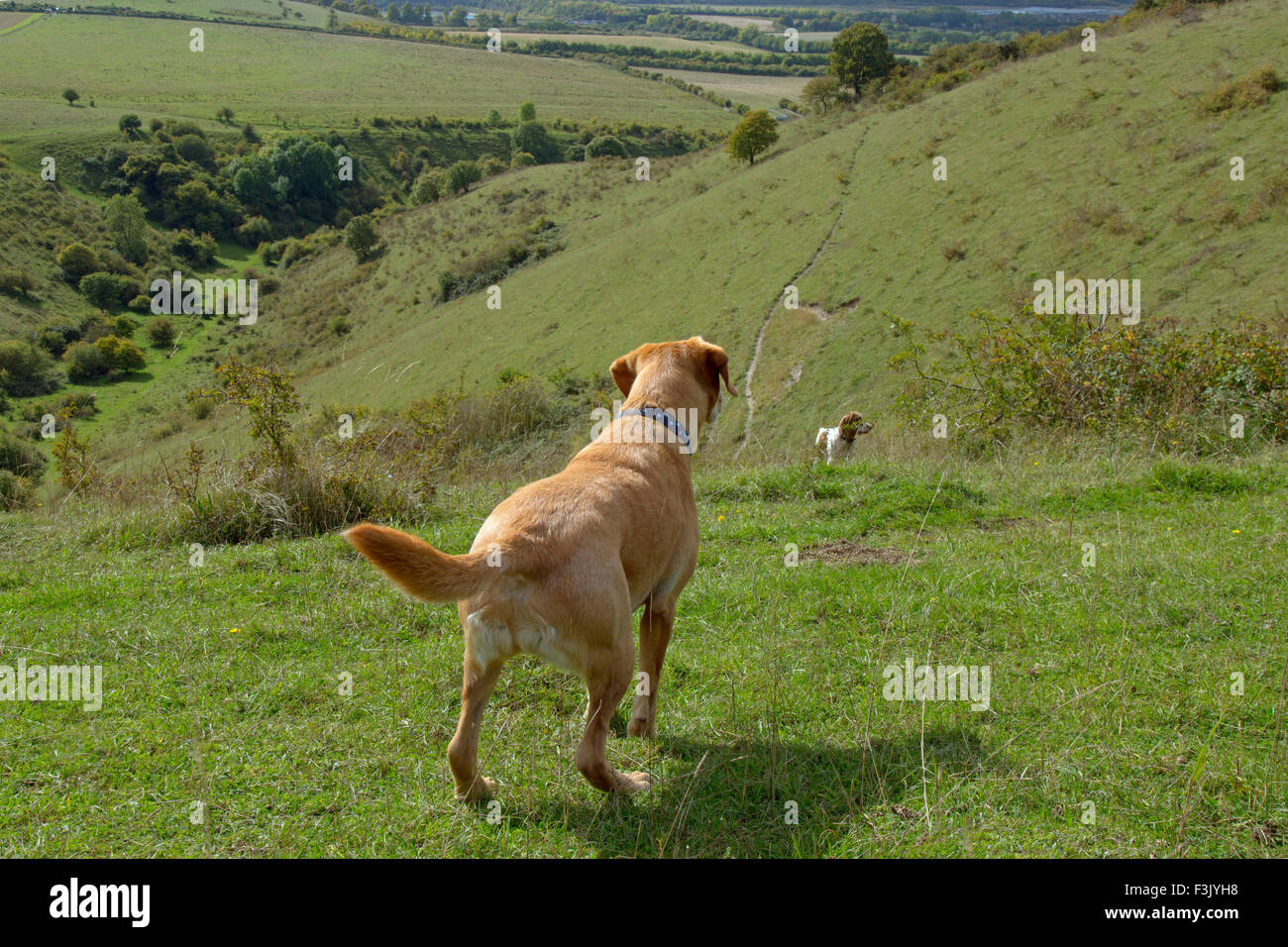 Dogs hunting Rabbits on Ivinghoe Hills Chilterns Buckinghamshire Stock ...