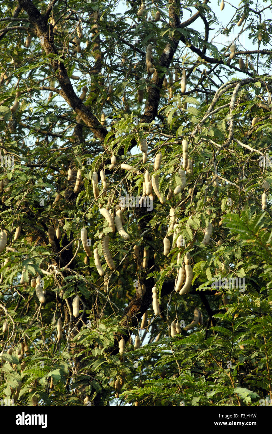 Tall tamarind trees hi-res stock photography and images - Alamy