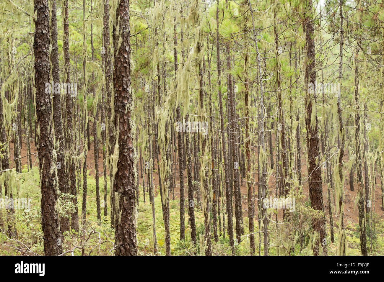 Gran Canaria, Nature Park Tamadaba, Canarian Pine tree trunks covered ...