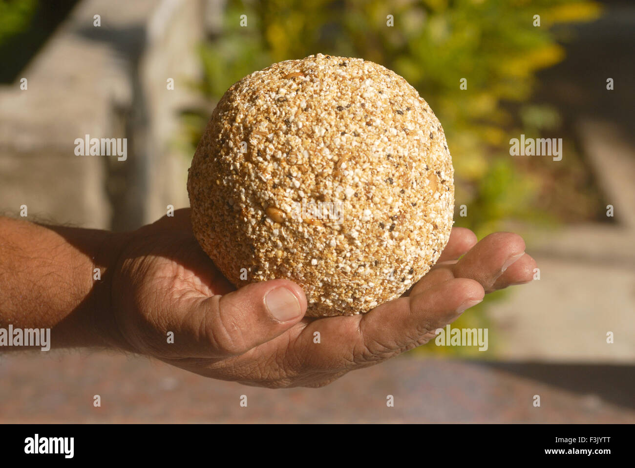 Ladoo made from crushed parched grains of Rajgira ; ground nuts and ...