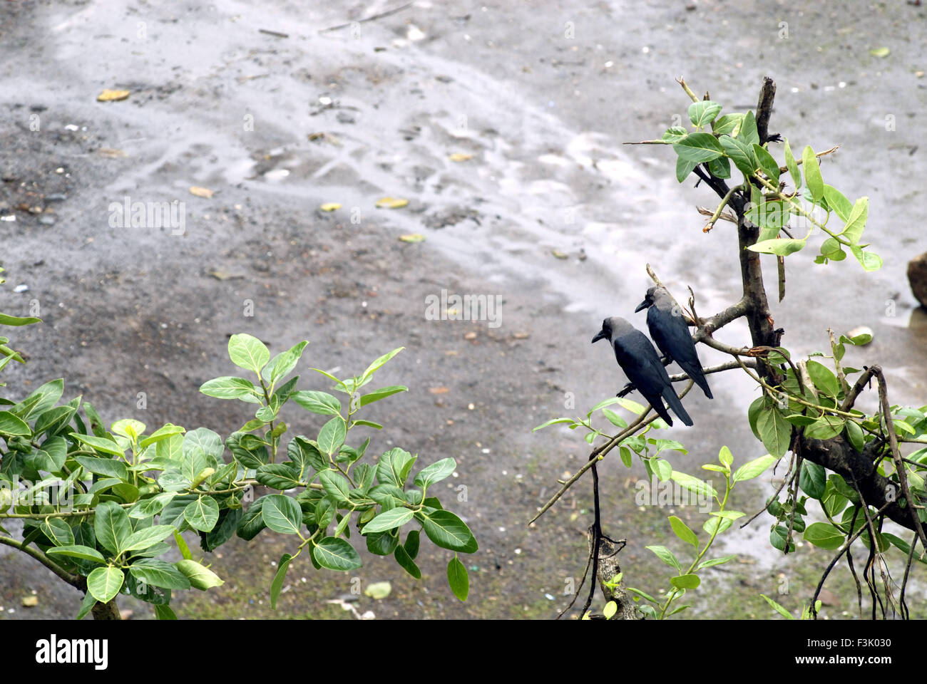 Aerial view of two House crows sitting on branch of Banyan tree in rain ...