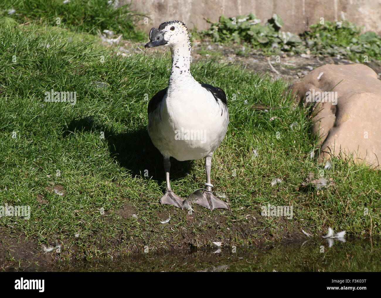 Old world duck hi-res stock photography and images - Alamy