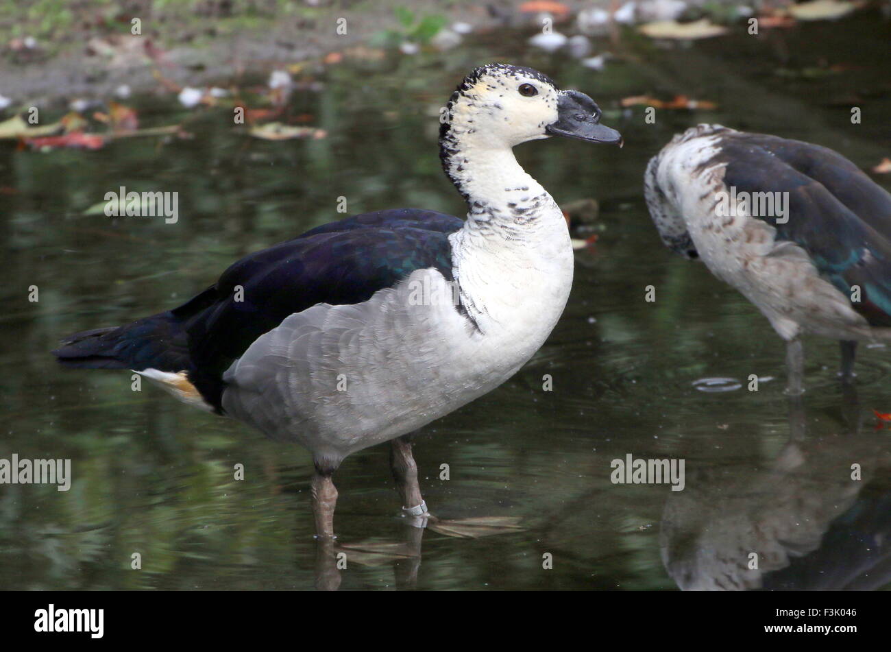 Male Old World Comb duck or Knob-billed duck (Sarkidiornis melanotos ...