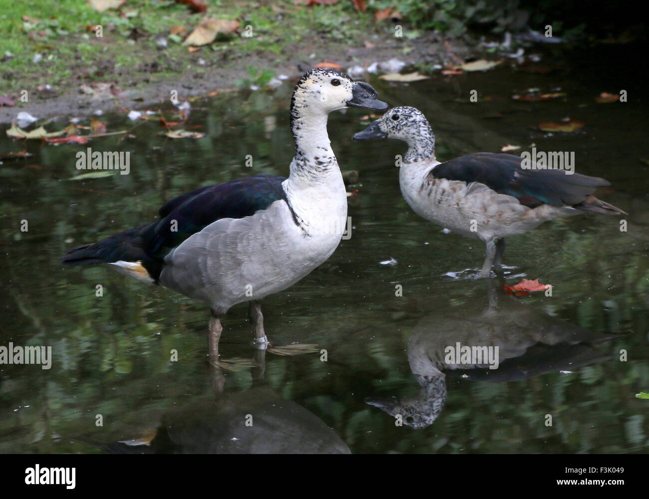 Male and female Old World Comb duck or Knob-billed duck (Sarkidiornis ...