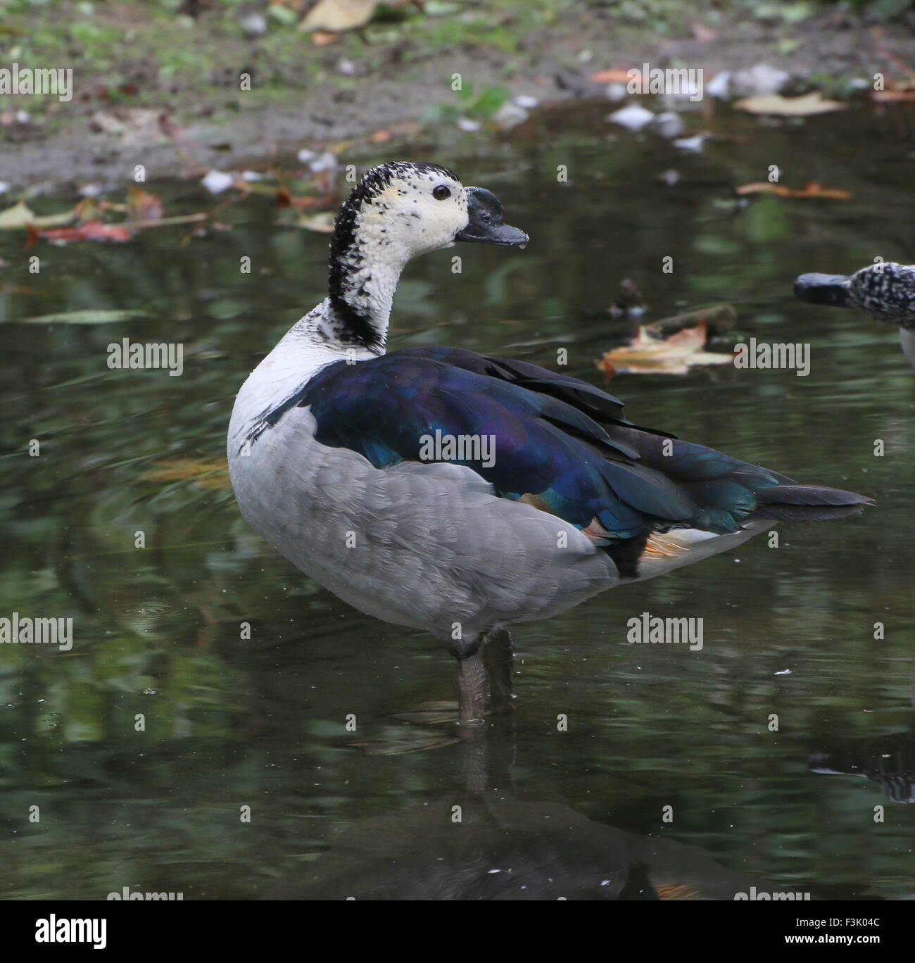 Knobbeleend hi-res stock photography and images - Alamy