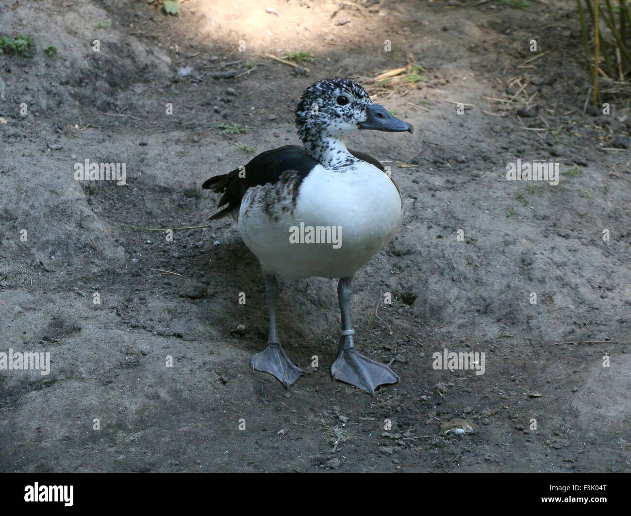 Old World Duck High Resolution Stock Photography and Images - Alamy