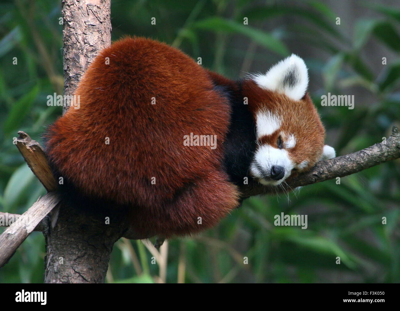 Sleeping Red Pandas