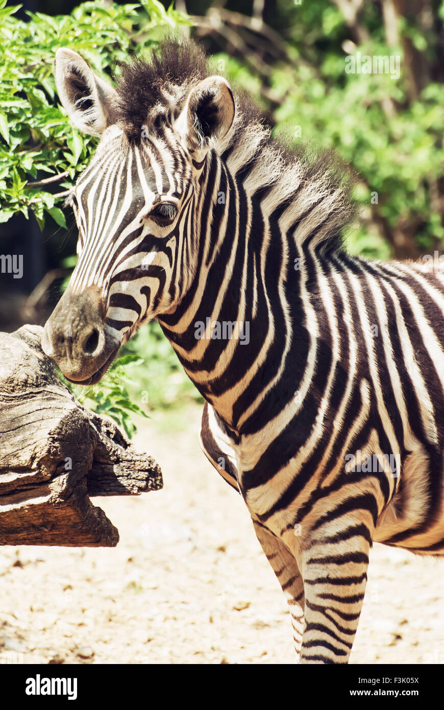 Hartmanns mountain zebra in namibia hi-res stock photography and images ...