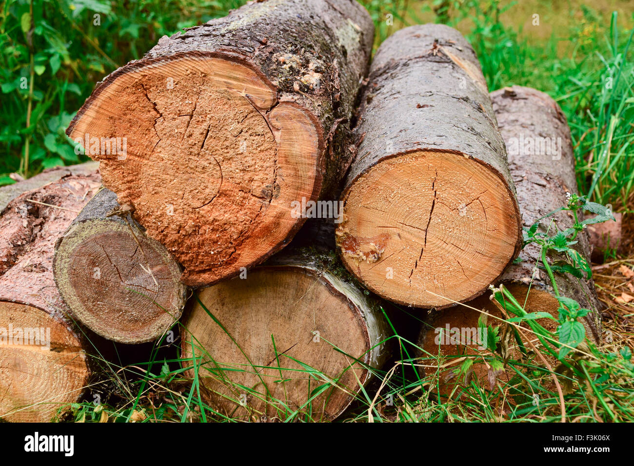 Split ring timber hi-res stock photography and images - Alamy