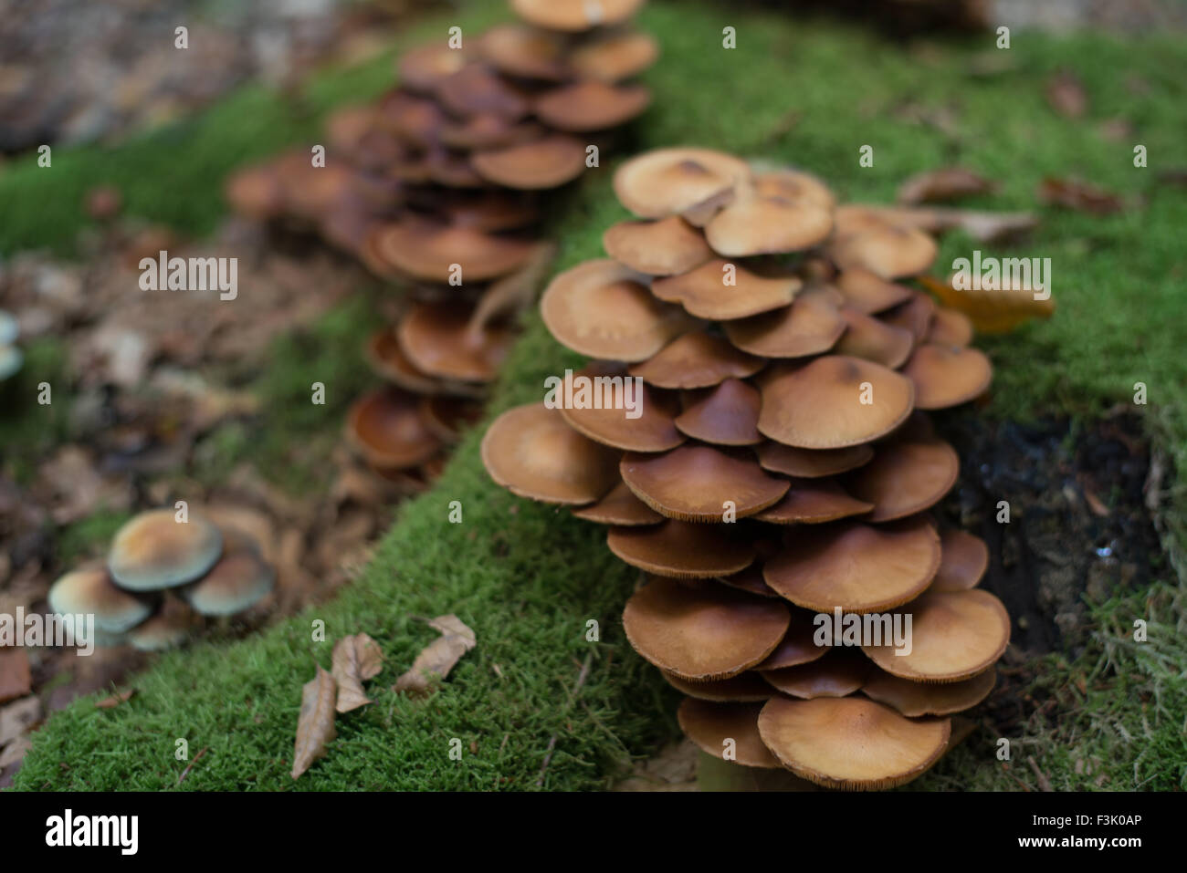 Armillaria Fungi High Resolution Stock Photography and Images - Alamy