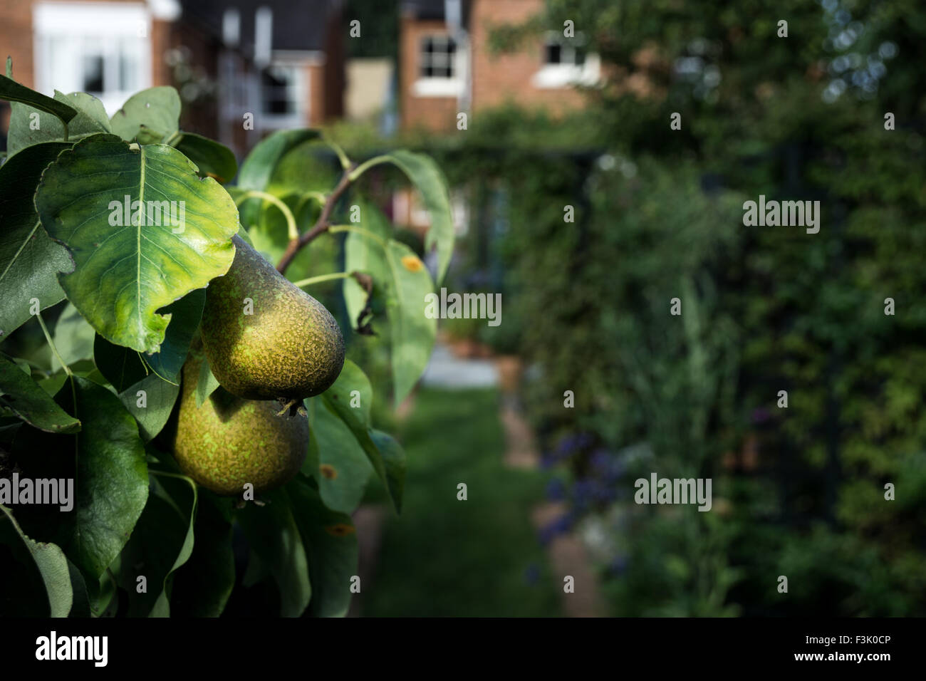 English pears hi-res stock photography and images - Alamy