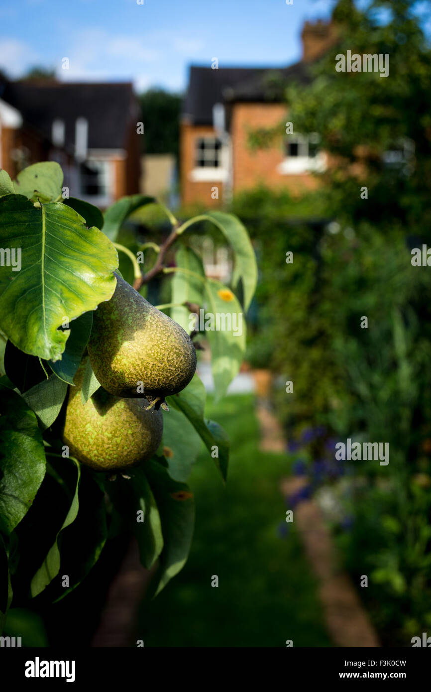 Conference pears on a tree in an English Country Garden Stock Photo - Alamy