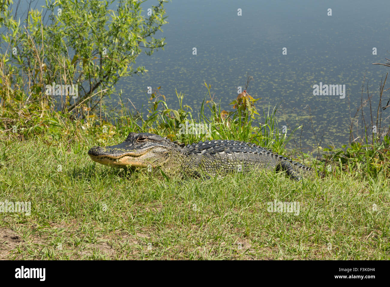 A close up photograph of an American alligator in the wild near ...