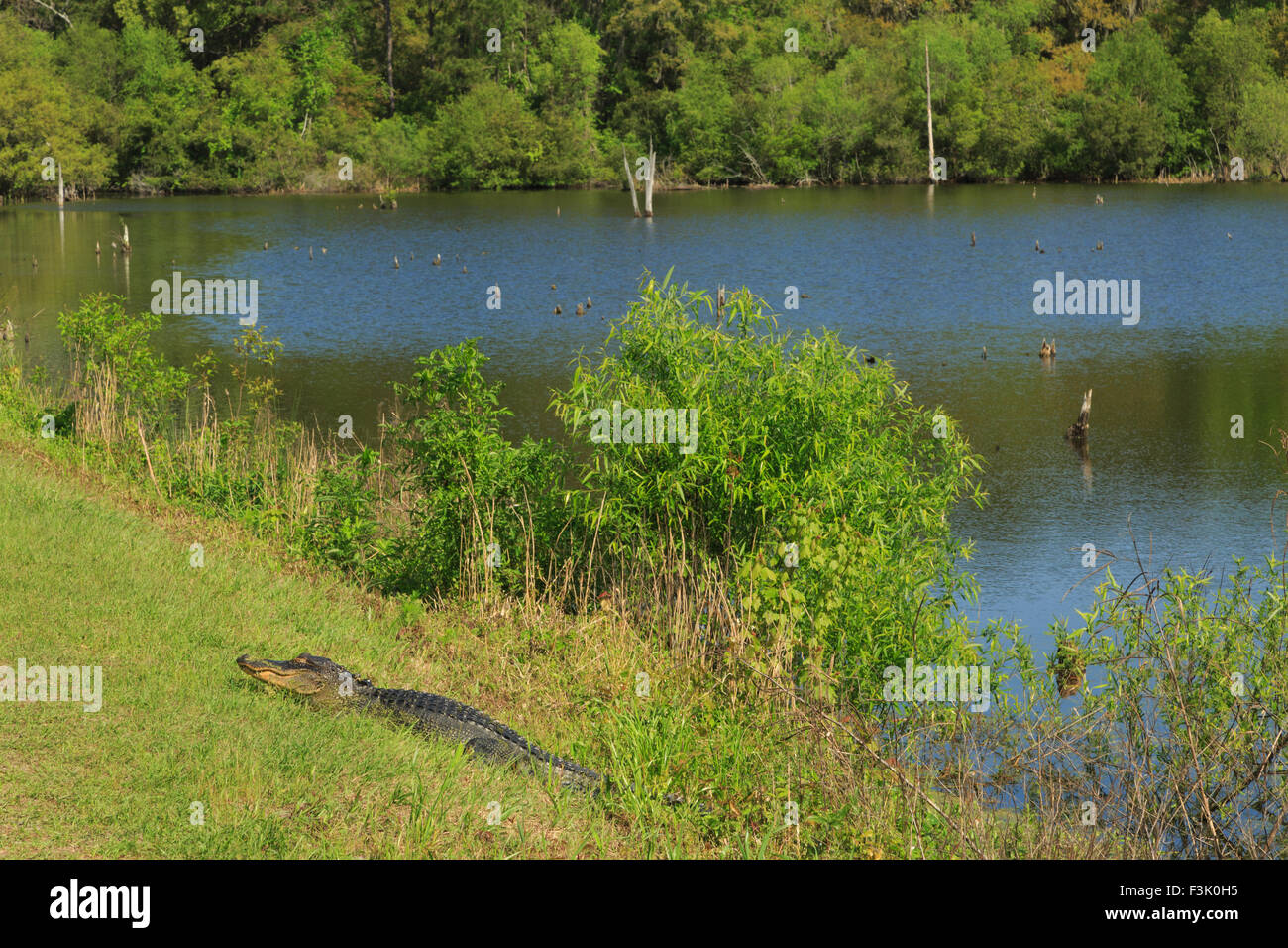 A photograph of an American alligator in the wild near Savannah in ...