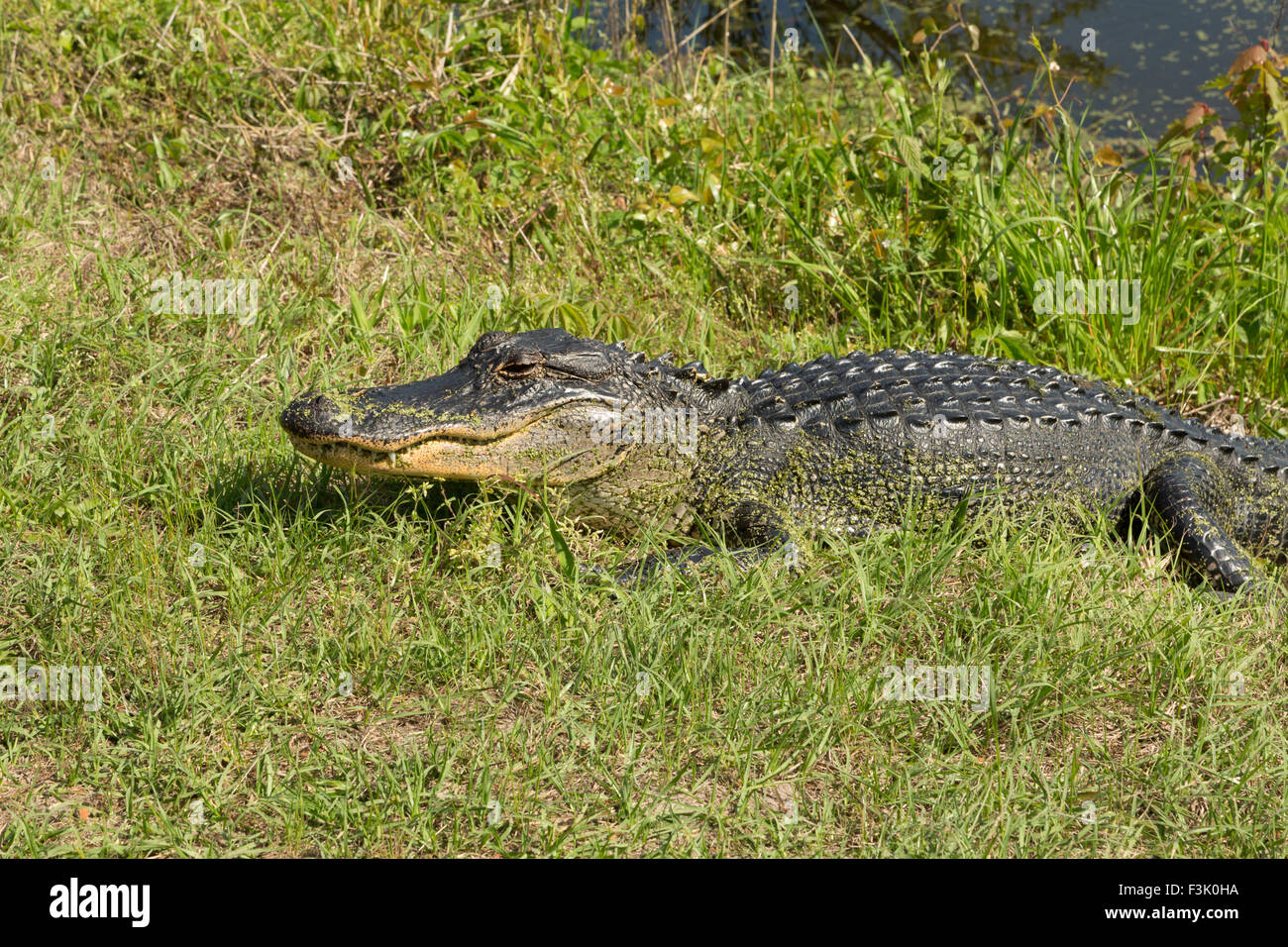A close up photograph of an American alligator in the wild near ...