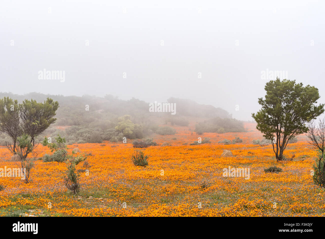 Skilpad nature reserve hi-res stock photography and images - Alamy