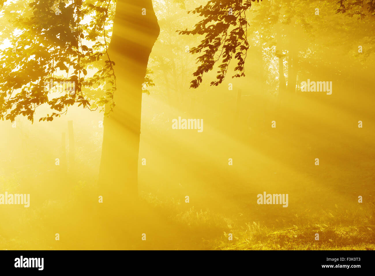 Sun rays hi-res stock photography and images - Alamy