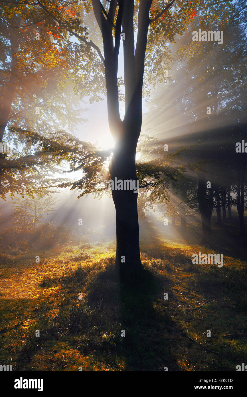 autumnal forest with sun rays at the morning Stock Photo - Alamy