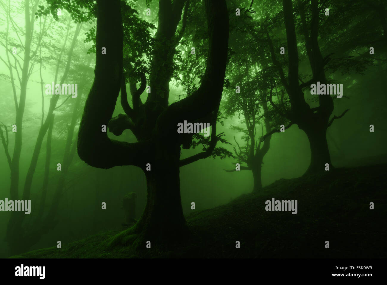 Fantasy gothic horror tree hi-res stock photography and images - Alamy