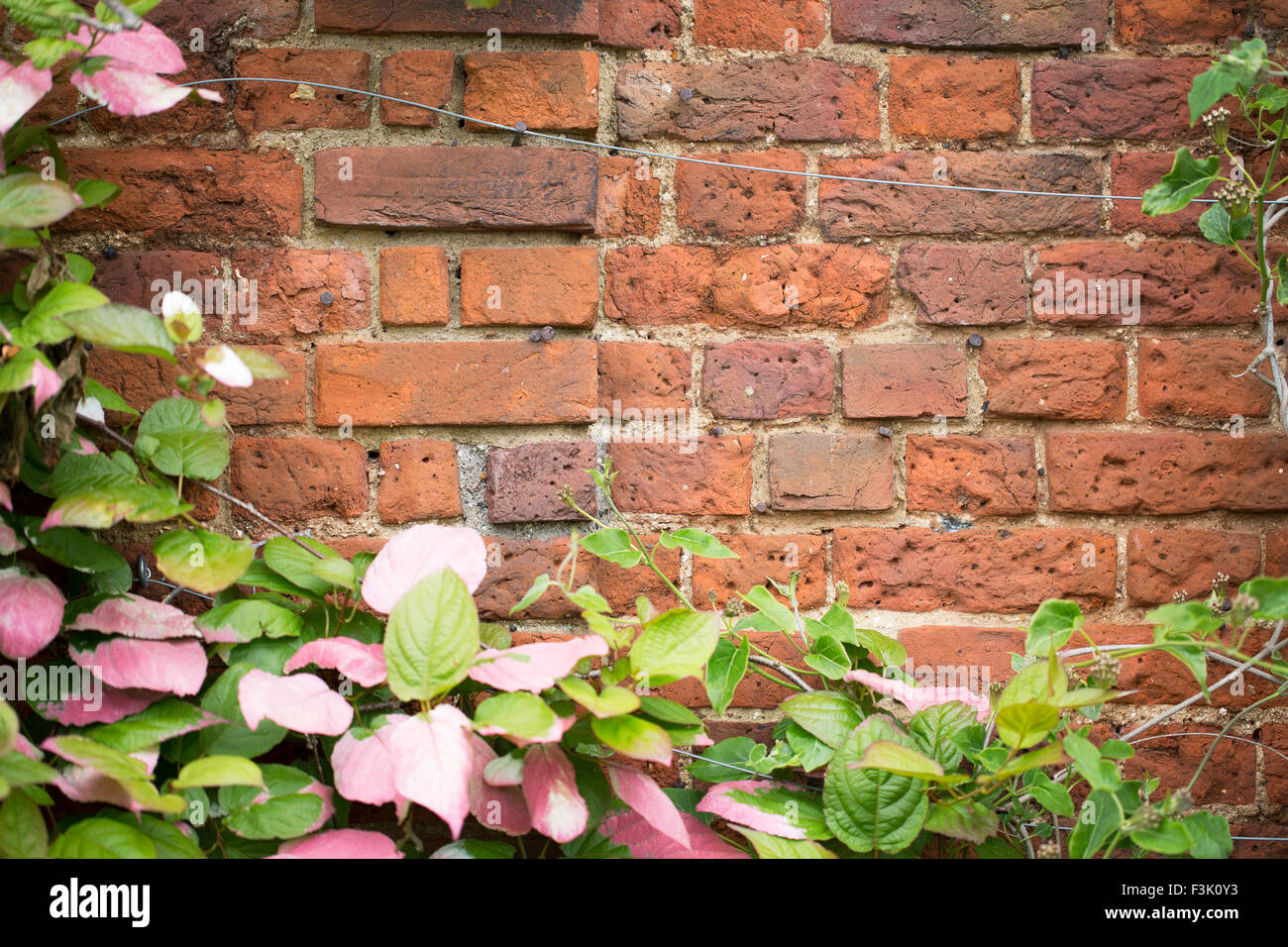 Vines on brick wall hi-res stock photography and images - Alamy
