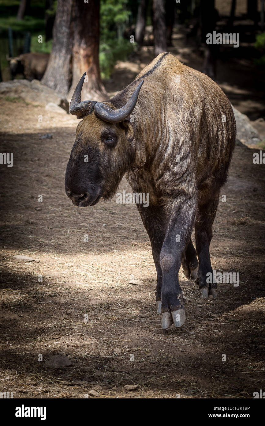 Tibetan goat hi-res stock photography and images - Alamy