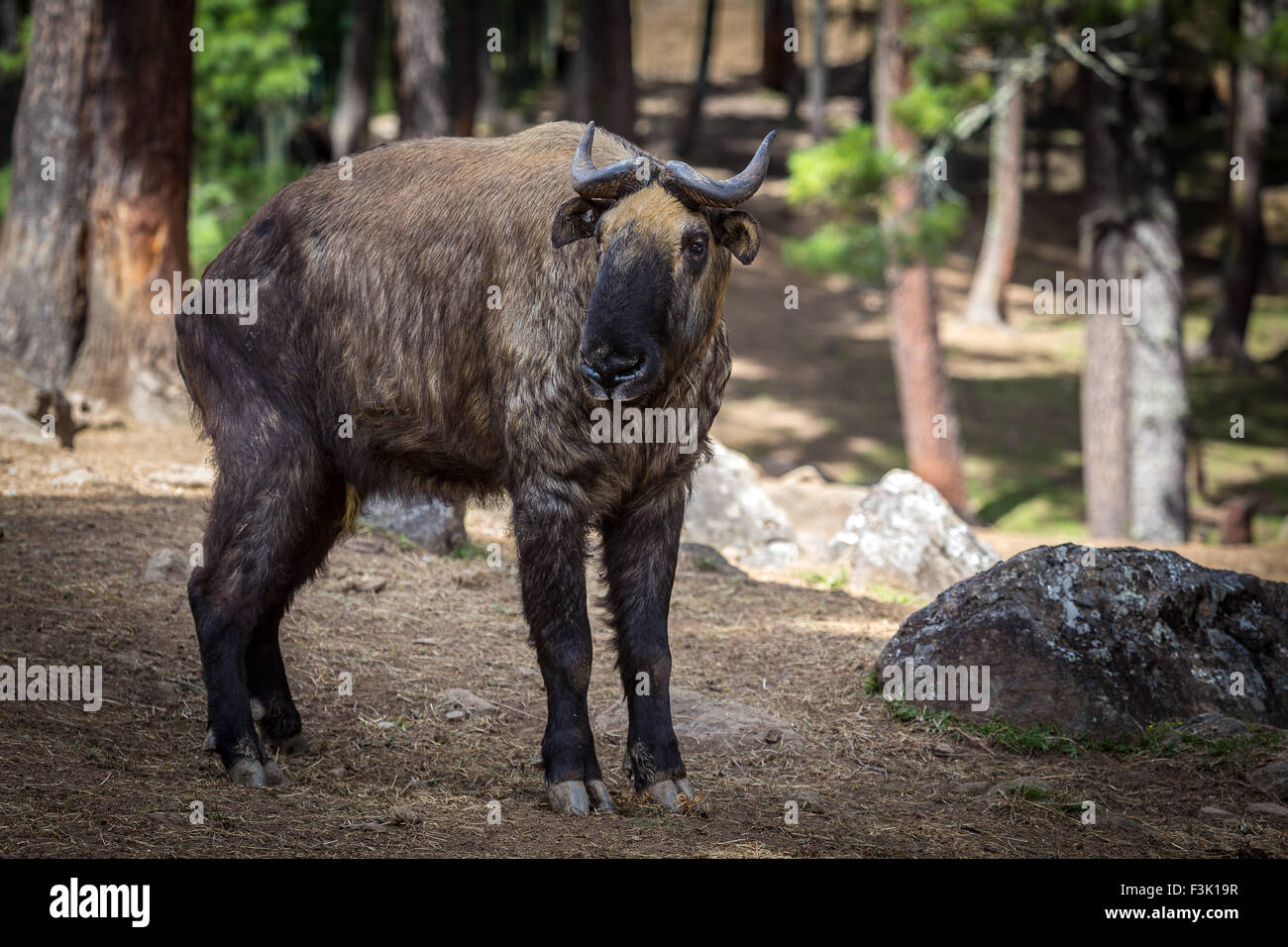 Takin, goat-antelope, Bhutan Stock Photo - Alamy