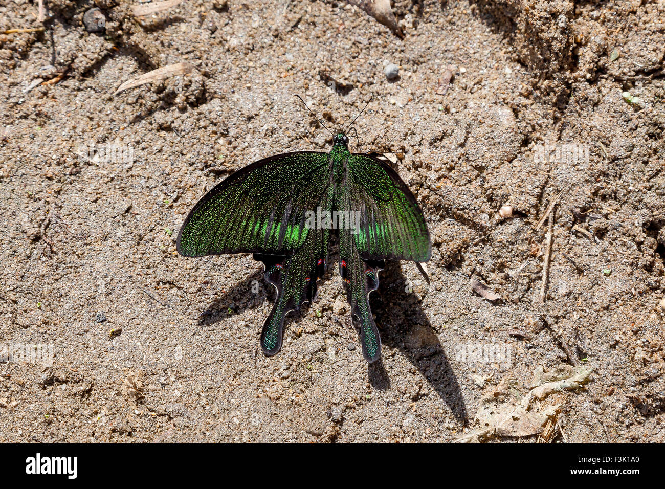 Paris peacock butterfly hi-res stock photography and images - Alamy