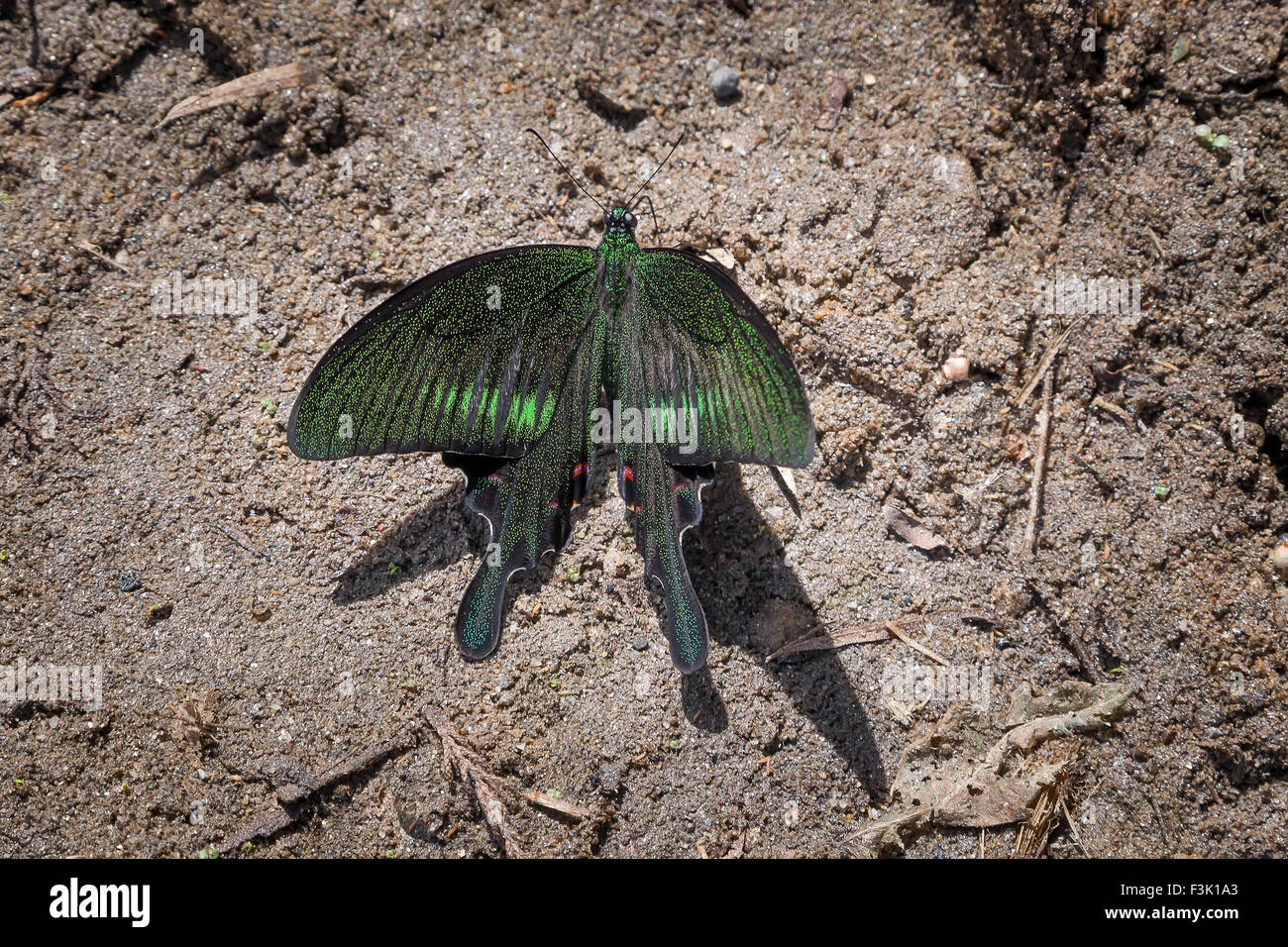 Paris peacock butterfly hi-res stock photography and images - Alamy