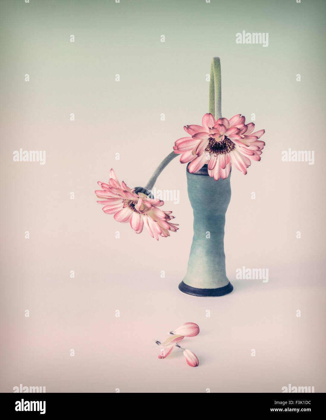 Gerberas vase hi-res stock photography and images - Alamy