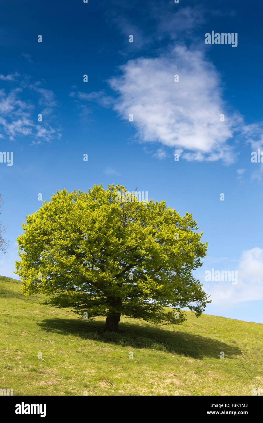 Beautiful solo tree hi-res stock photography and images - Alamy