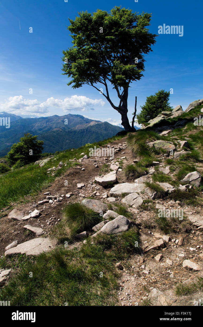 An isolated tree on the mountain Stock Photo - Alamy