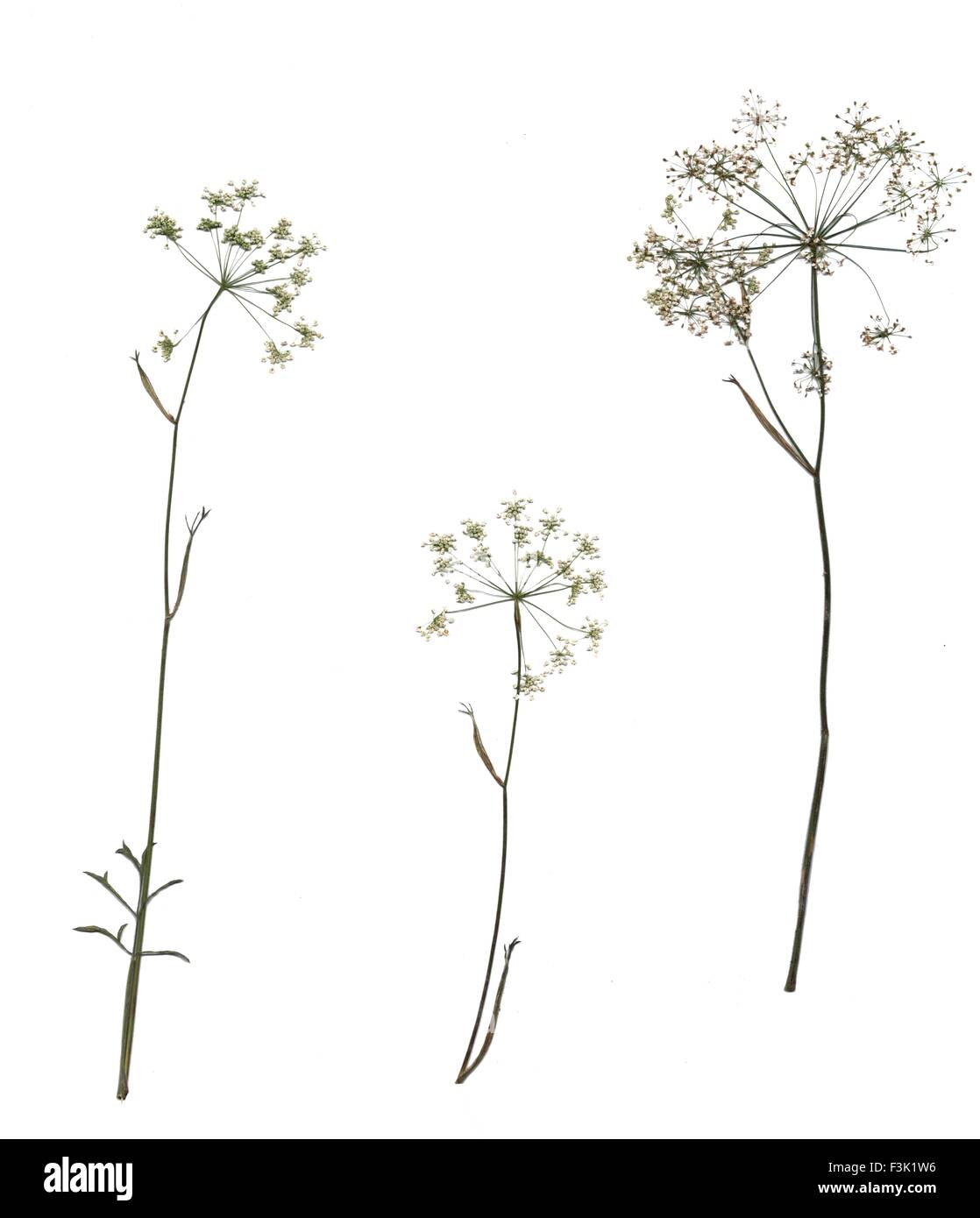 Collection of dried plants isolated on a white background Stock Photo ...