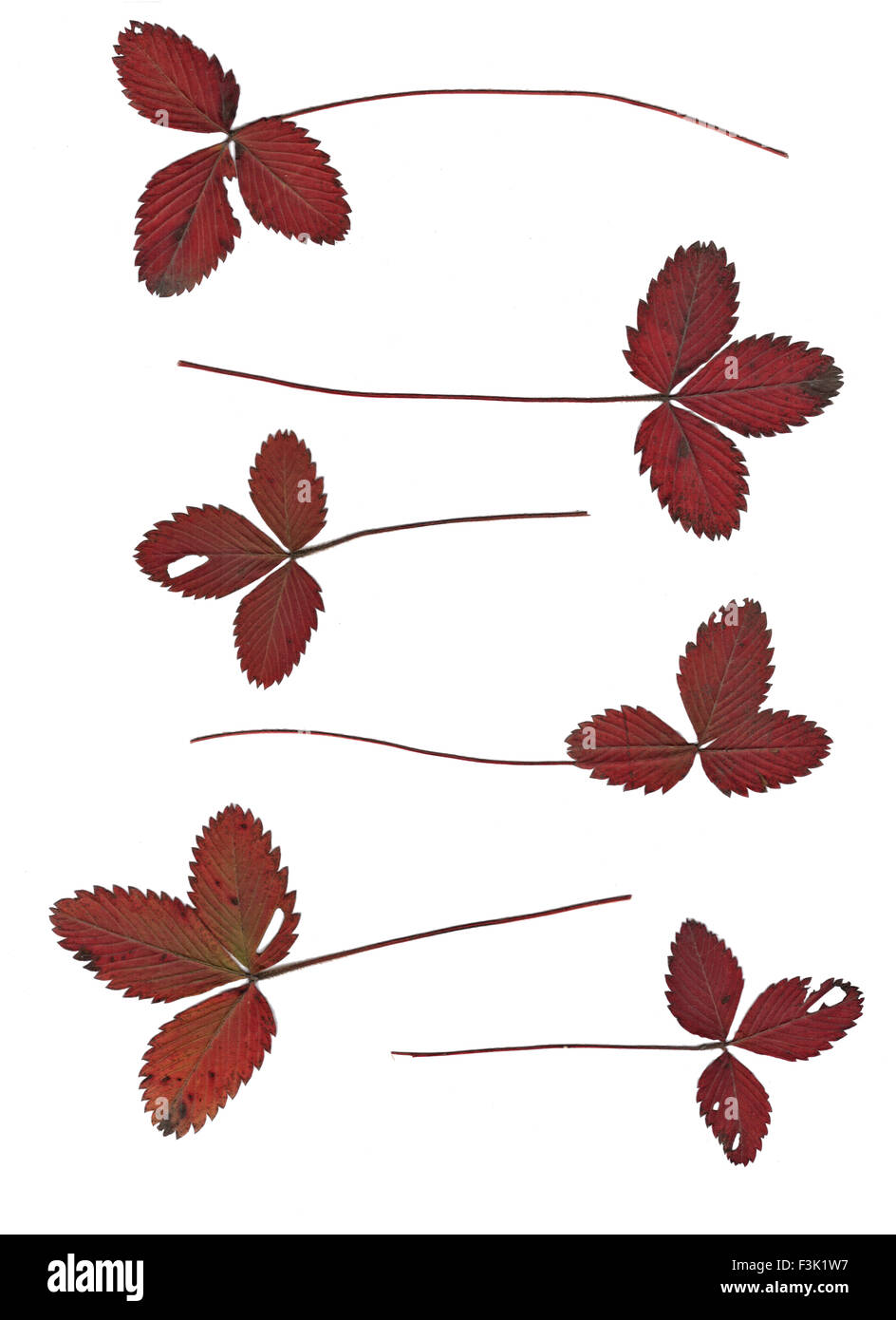 Large orange leaves bright Cut Out Stock Images & Pictures - Alamy