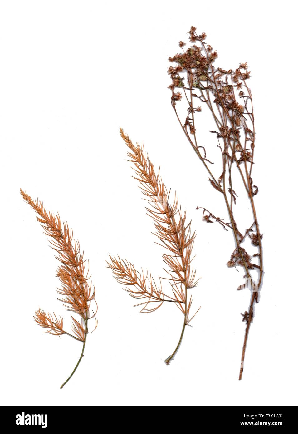 Collection of dried plants isolated on a white background Stock Photo ...