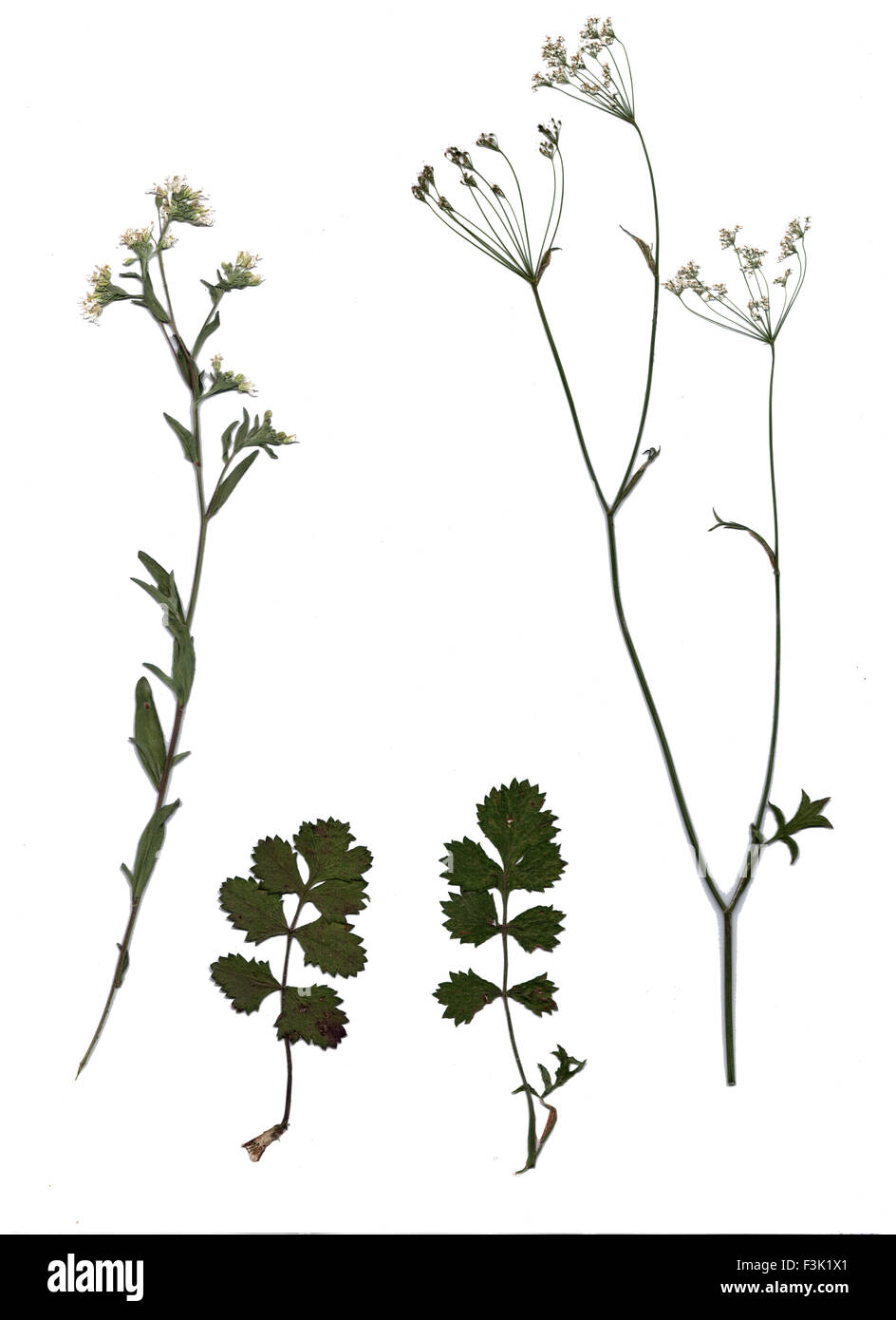 Collection of dried plants isolated on a white background Stock Photo ...