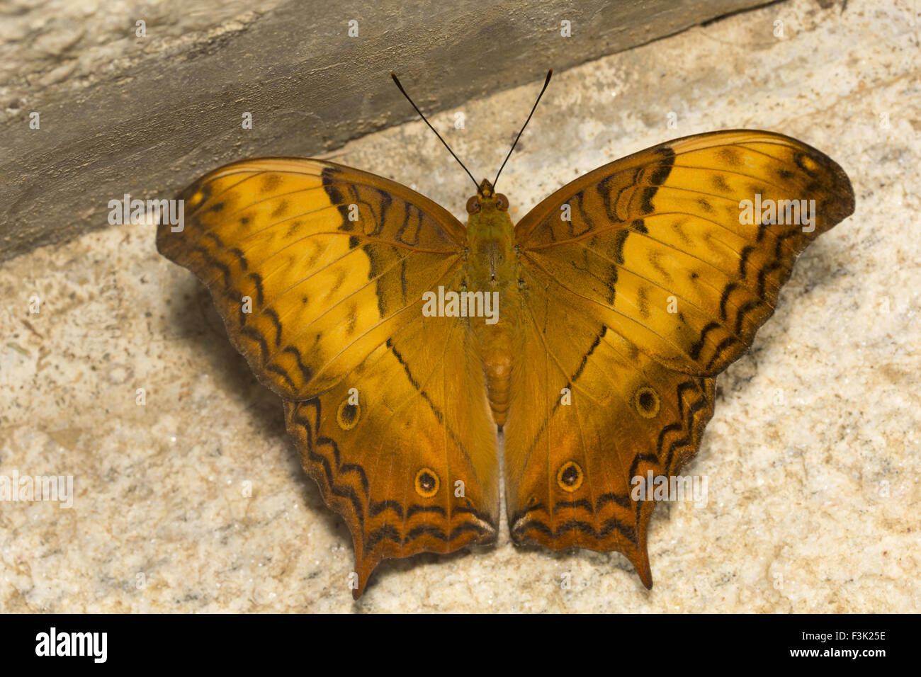 Cruiser, Vindula sp, Nymphalidae, Agumbe ARRSC, Karnataka , India Stock ...