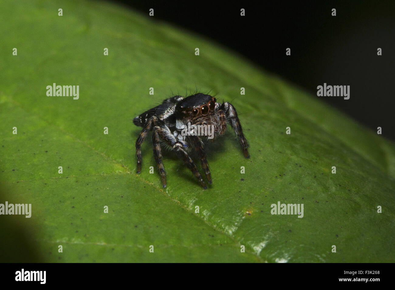 Jumping spider, Rhene sp, Salticidae, Agumbe ARRSC, Karnataka , India ...