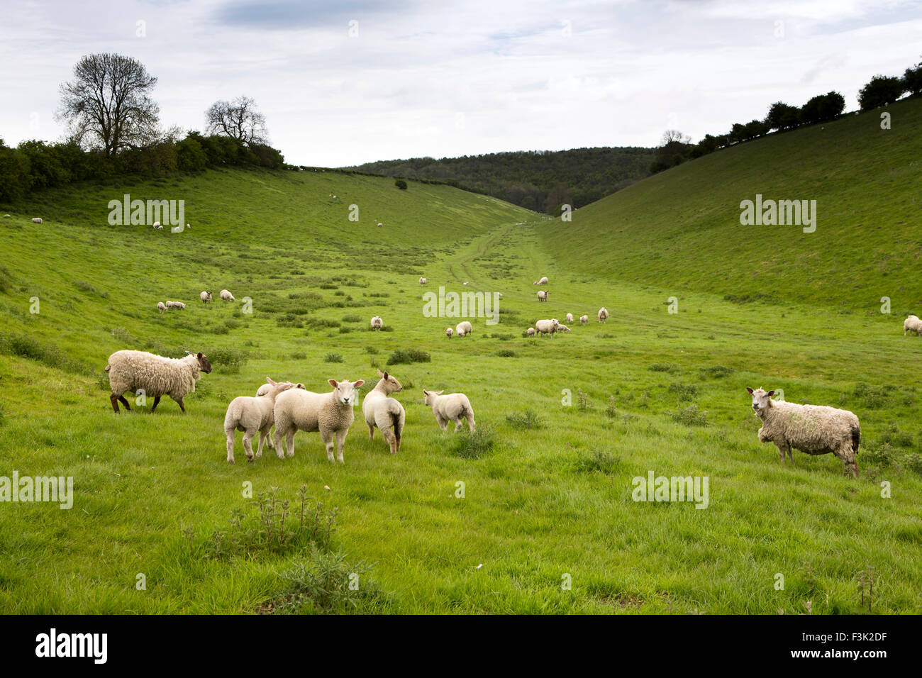 UK, England, Yorkshire East Riding, Millington, sheep grazing at end of ...