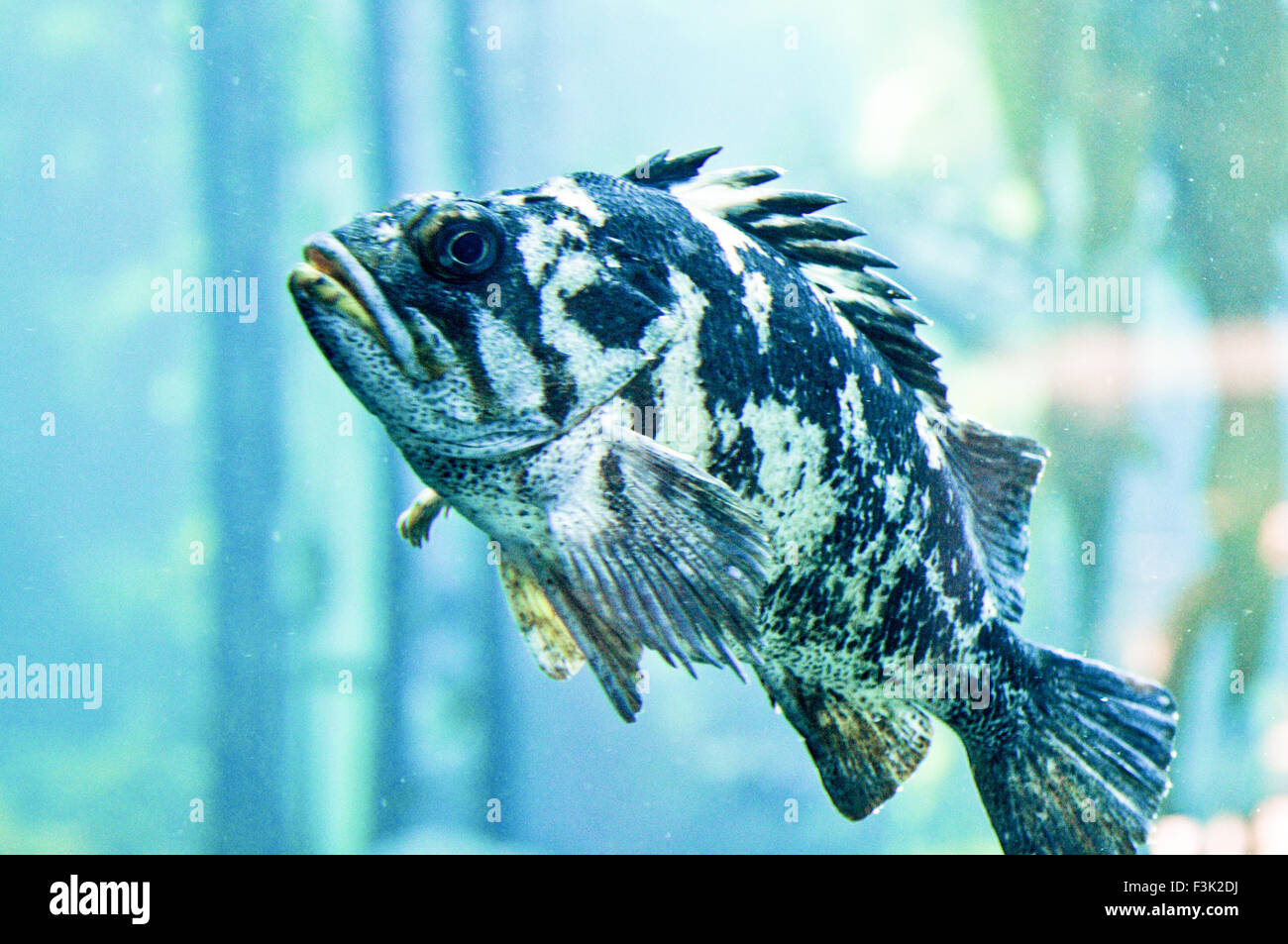 fish swimming in deep blue water at an aquarium Stock Photo - Alamy